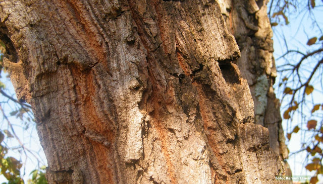 CARPOTECA: Eugenia dysenterica