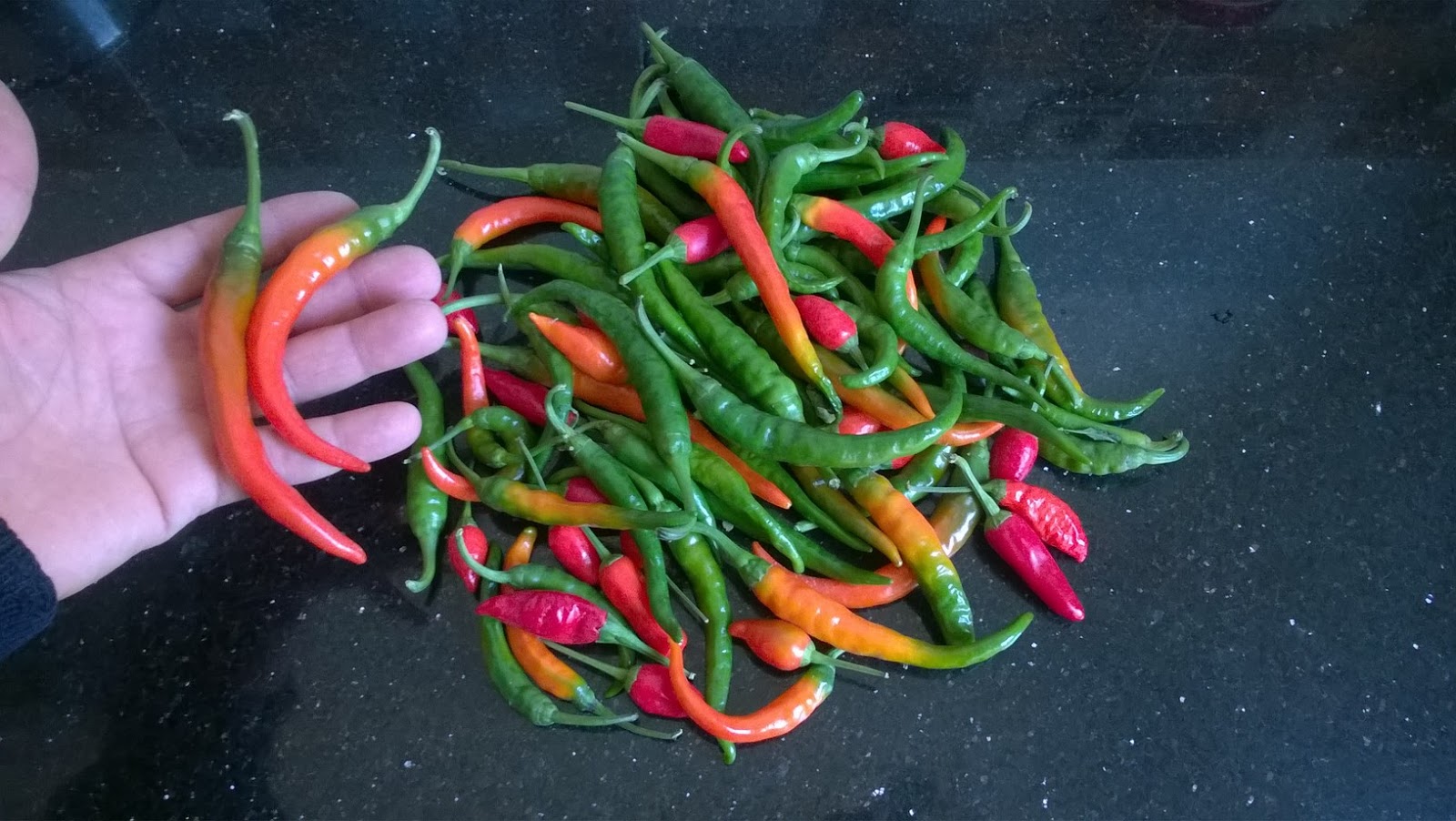 History Of Chili Peppers