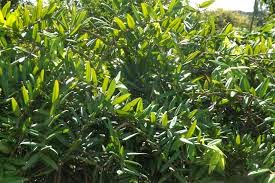 Flora de Puerto Rico Ilustrada Papo Vives: MYRTACEAE MYRCIARIA ...