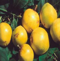 Lucma (Pouteria macrophylla)