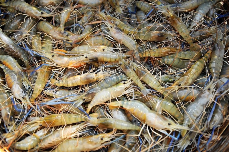 Farmed Indonesian Shrimp Benefits - Indonesia Shrimps Supplier, Shrimps ...