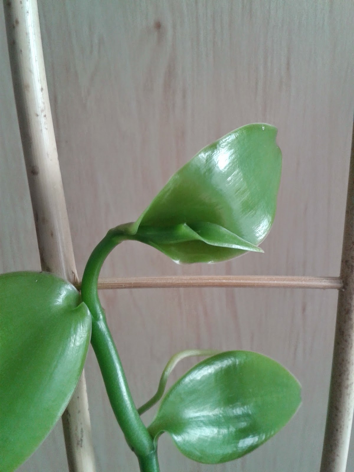 Wanilia (Vanilla planifolia) - wzrost