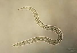 Fernanda López: TRADUCCIÓN TEXTO