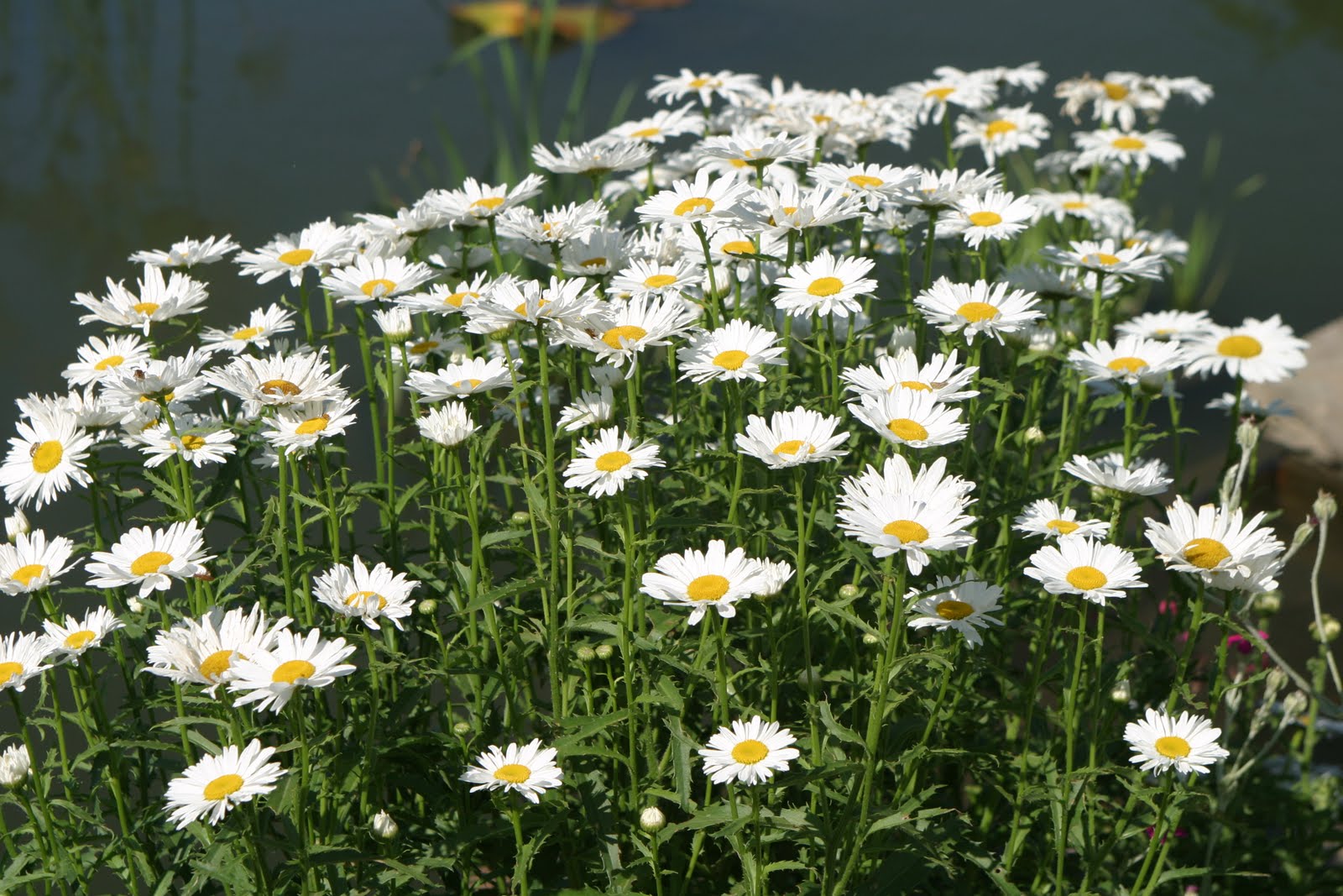 Powell Gardens' Blog: June 2011