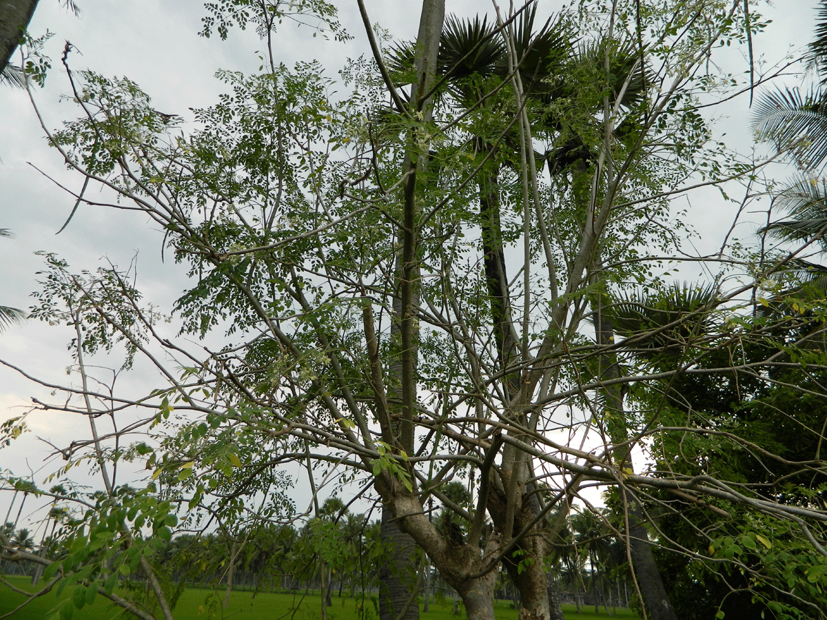 Drum Sticks-మునగ | PicsVillage