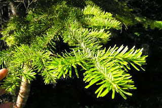 CEUJA Verano Ciencias Naturales 3ero