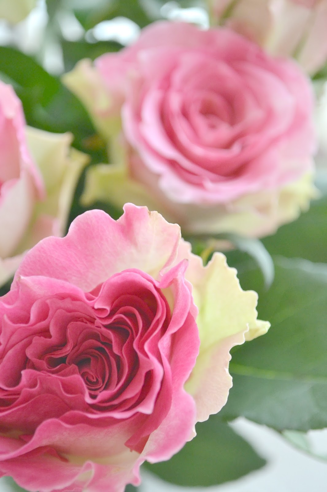 Jennelise: Pretty Pink Roses