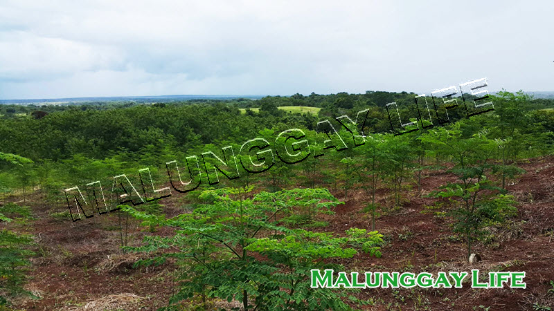 Moringa Farm / MalunggayLife Agri Farm Philippines: First Malunggay ...