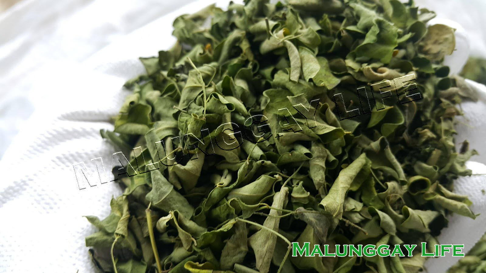 Moringa Farm / MalunggayLife Agri Farm Philippines: Dried Malunggay ...