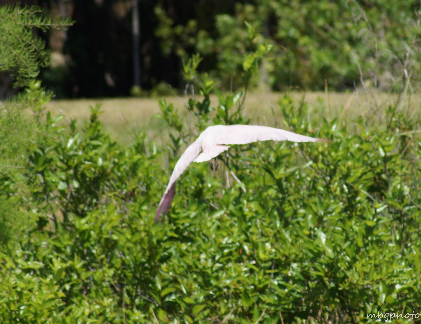 Photographing Birds in Flight