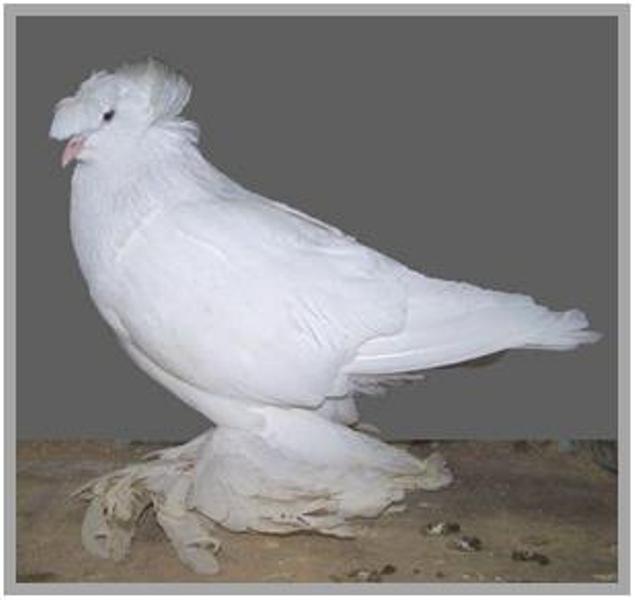 German Double Crested Trumpeter | BD PIGEONS