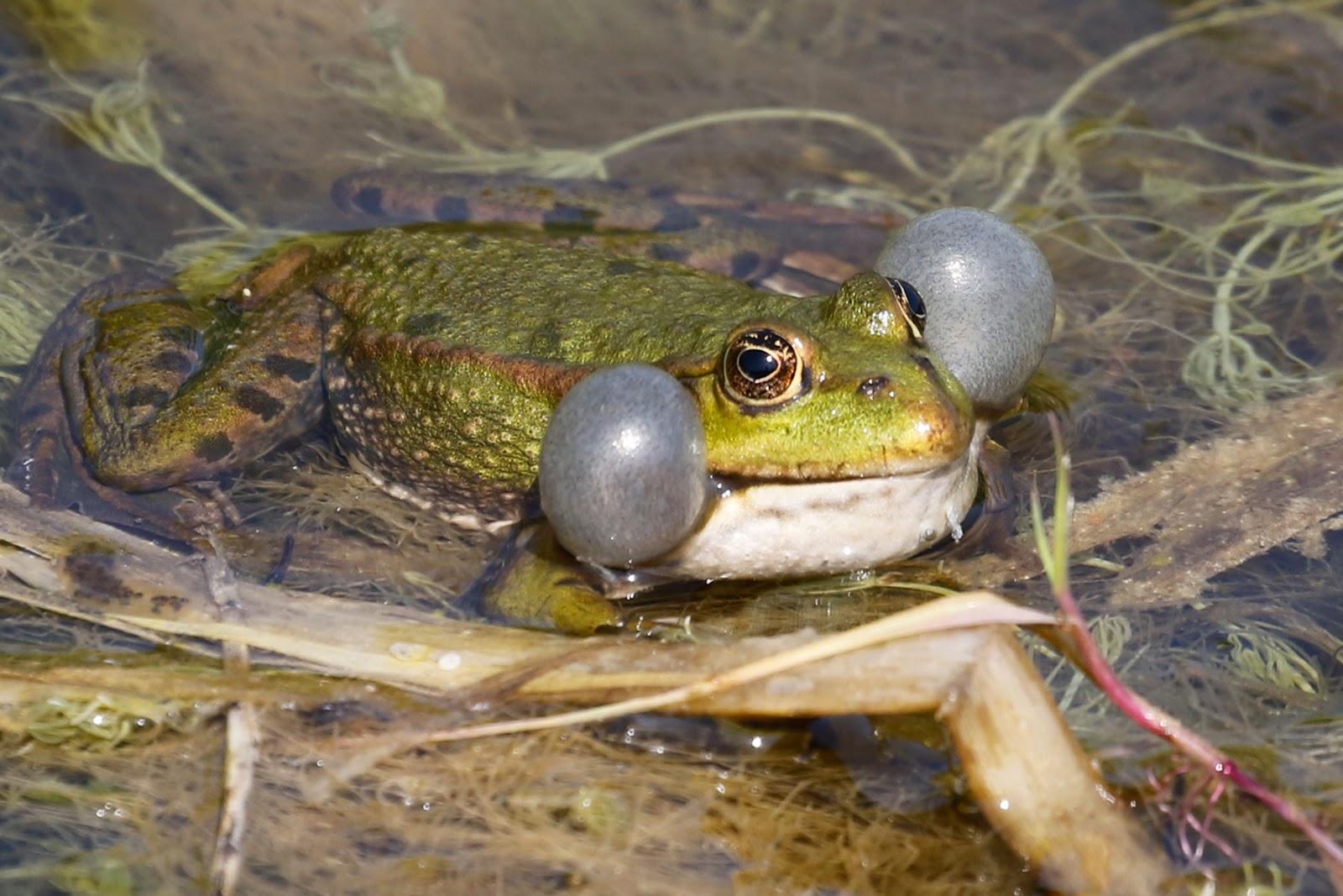 Away From Four Marks: April 2018