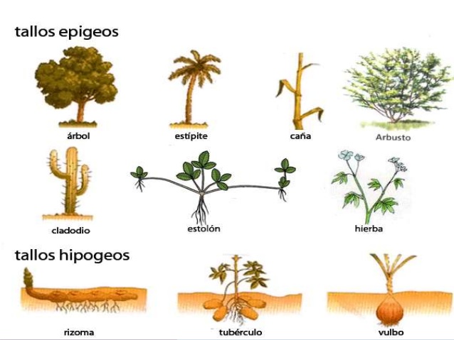 Núria Romaguera, terapeuta per l'Ànima: noviembre 2017