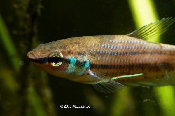The rainforests of Borneo & Southeast Asia: Betta kuehnei (wild ...