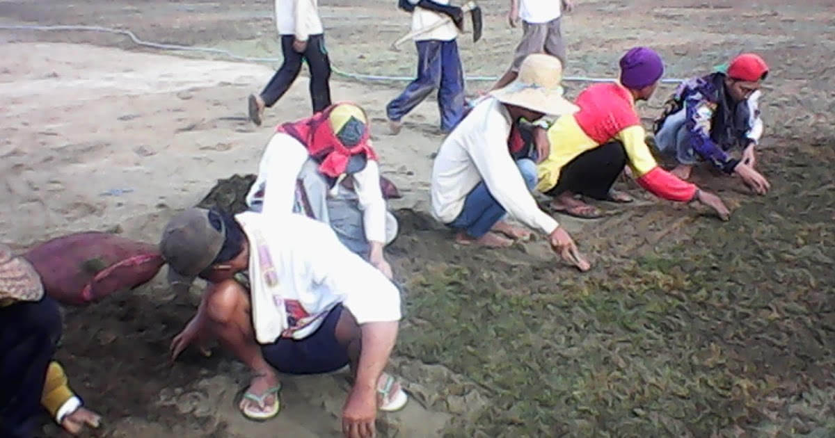 Penanaman rumput manila banjarmasin kalimantan selatan Oktober Tahun ...