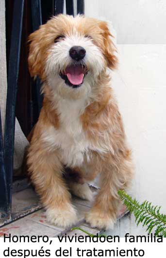 ZAGUATES Y MISINGOS: TEMAS ANTERIORES