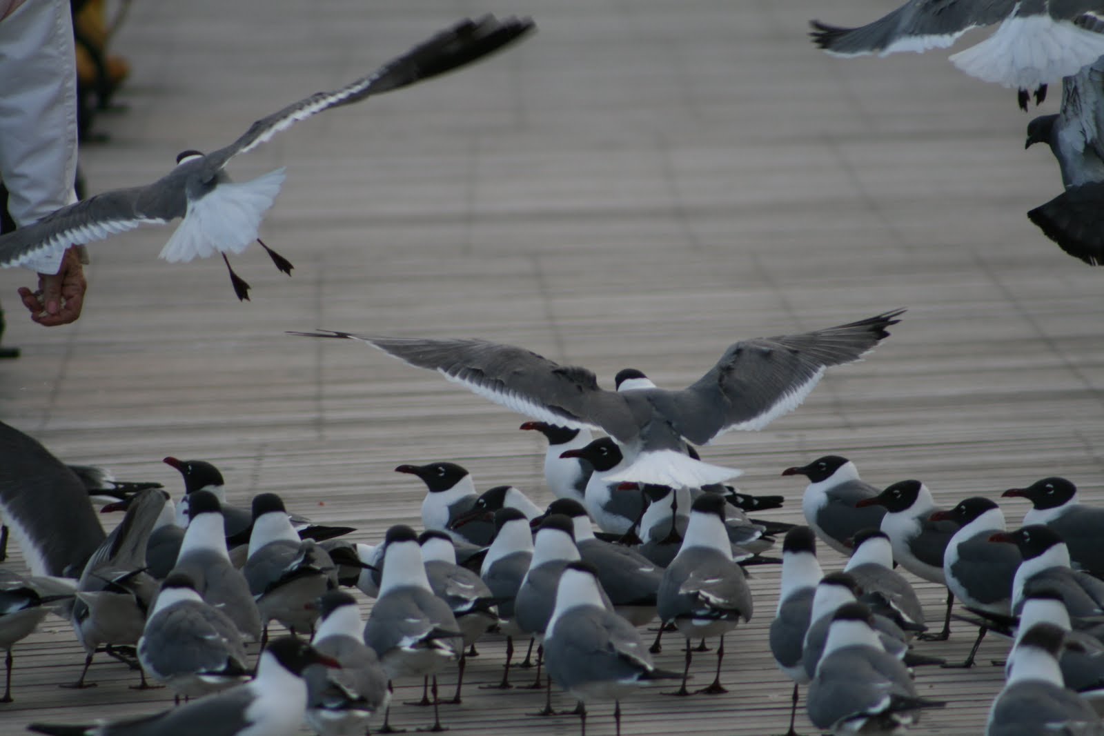 Birdland West: Fledglings in Seattle, Gulls in New Jersey