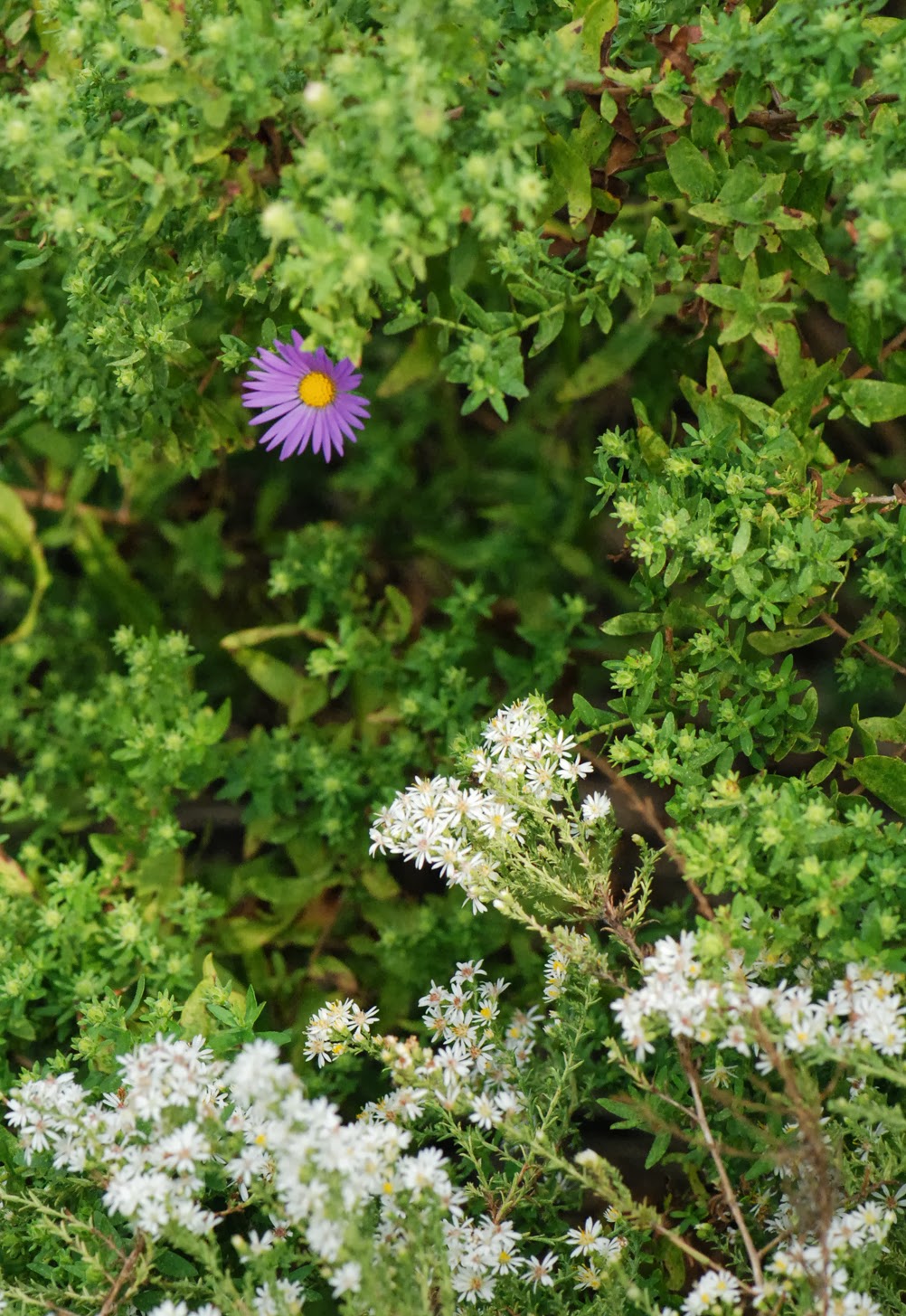 Gaia Garden: Shoulder to Shoulder, The Asters Begin to Take Center Stage