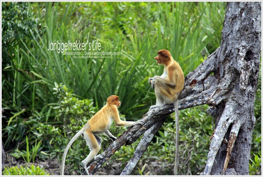 Janggeltrekker's Life: Visit Malaysia 2014: Sandakan, Sabah (Labuk Bay ...