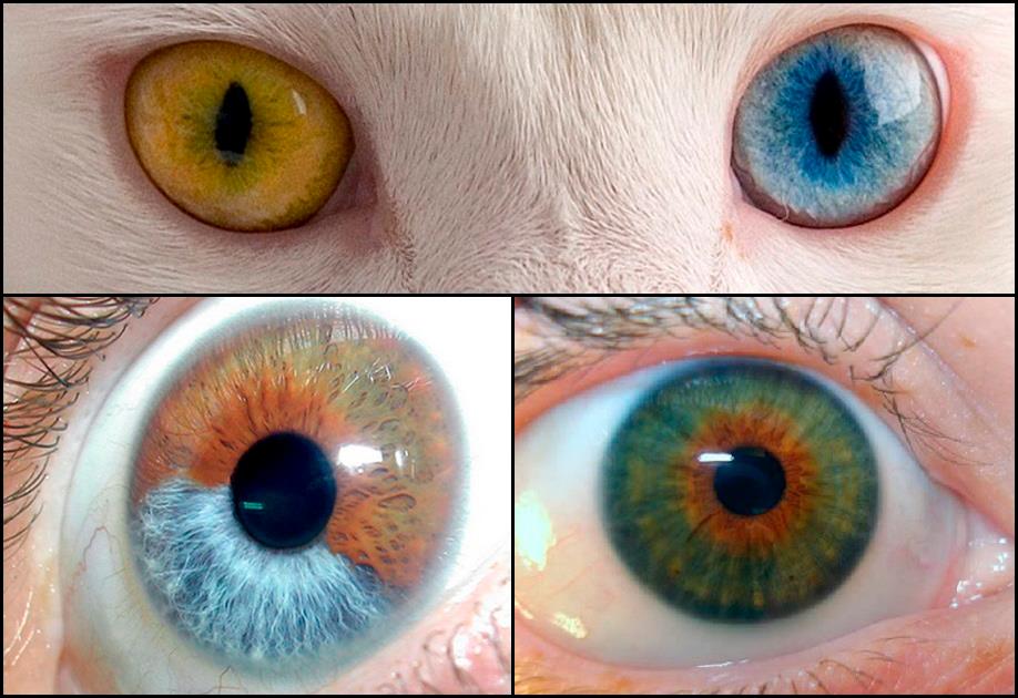 Heterocromia - Já aprendeu algo hoje?