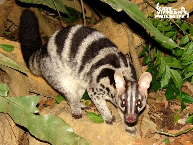 Mengenal 4 Ciri Ciri Musang Belang Owston - Dunia Hewan