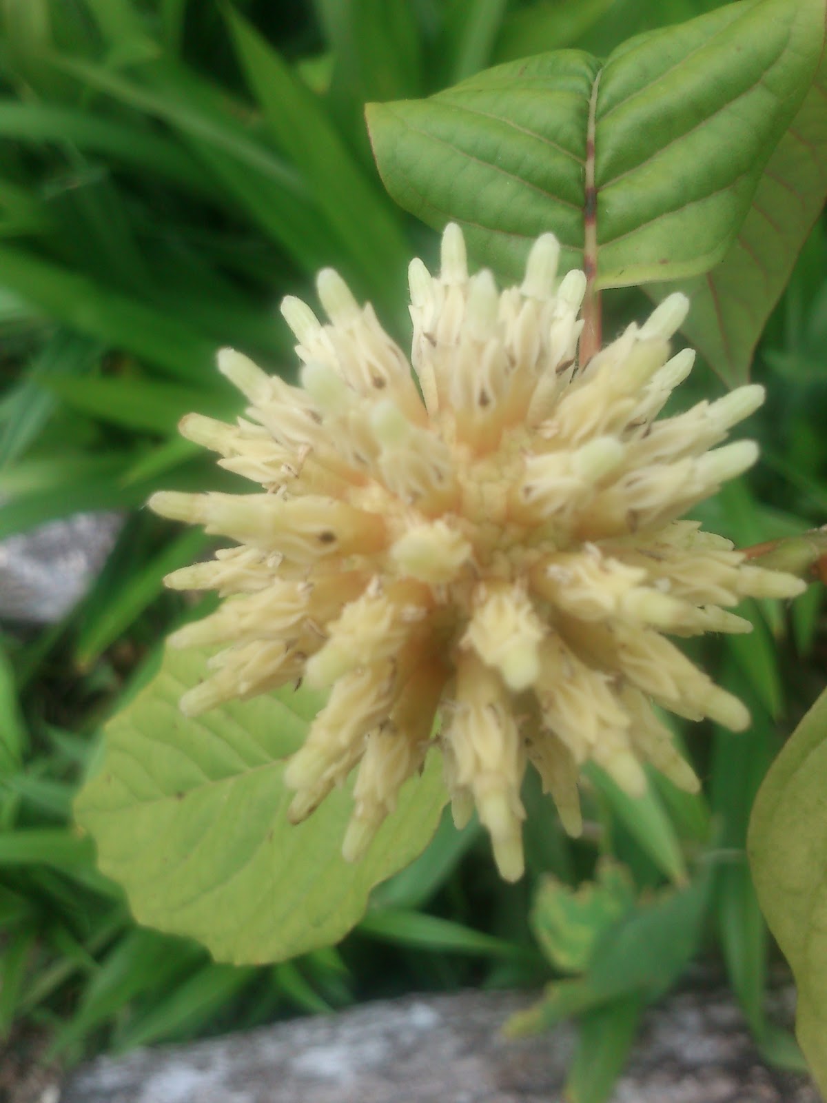 permata hati mama: CUBA TEKA POKOK DAN BUNGA APA NIE........?????