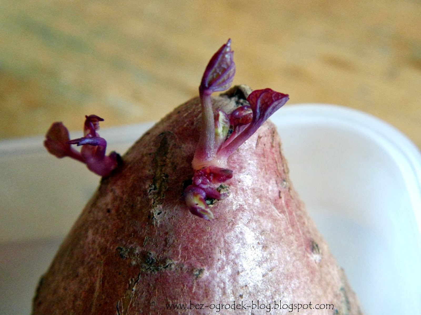 Bataty pataty, słodkie klimaty | BEZ OGRÓDEK | blog ogrodniczy