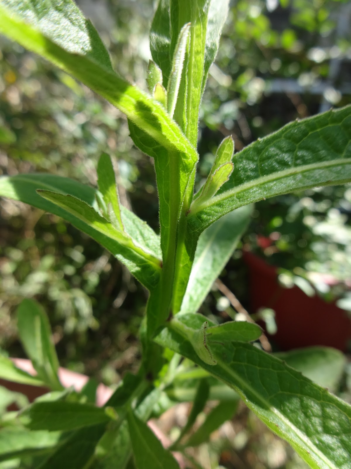 Herbs from Distant Lands: Laggera alata - Winged-Stem Laggera, Liu Leng ...