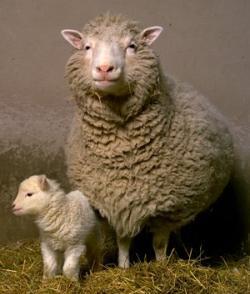 IMÁGENES Y FOTOS DE ANIMALES: Oveja