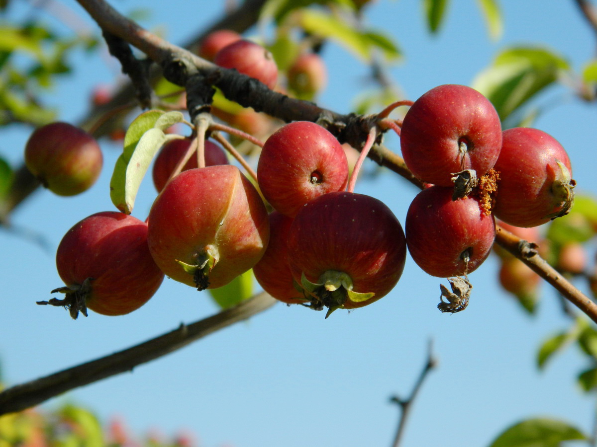 LA MULTI ANI, ROMANIA!: Merisoare