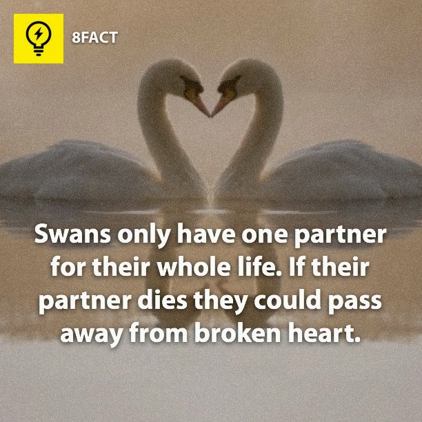 Swans only have one partner | LoveQuotes247.blogspot.com - Best quotes ...