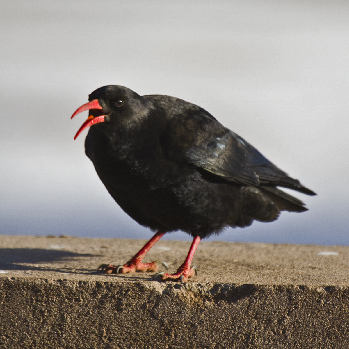 PETER'S PORTFOLIO..............Bird & Wildlife Photography: CHOUGH ...