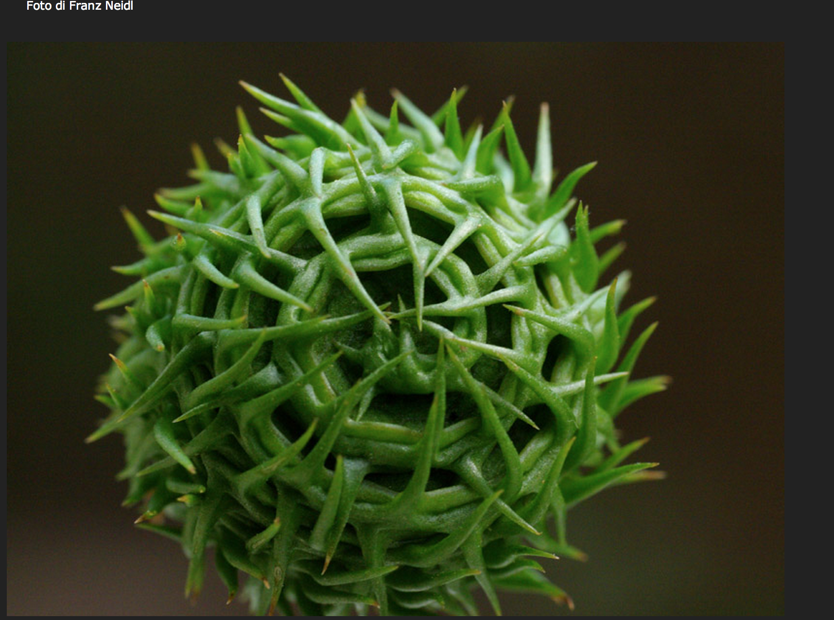 The Promise of Seeds: Magic in a Packet: Hedgehog Plant