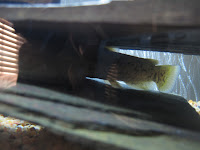 Yellow Bullhead Catfish Tank and Care