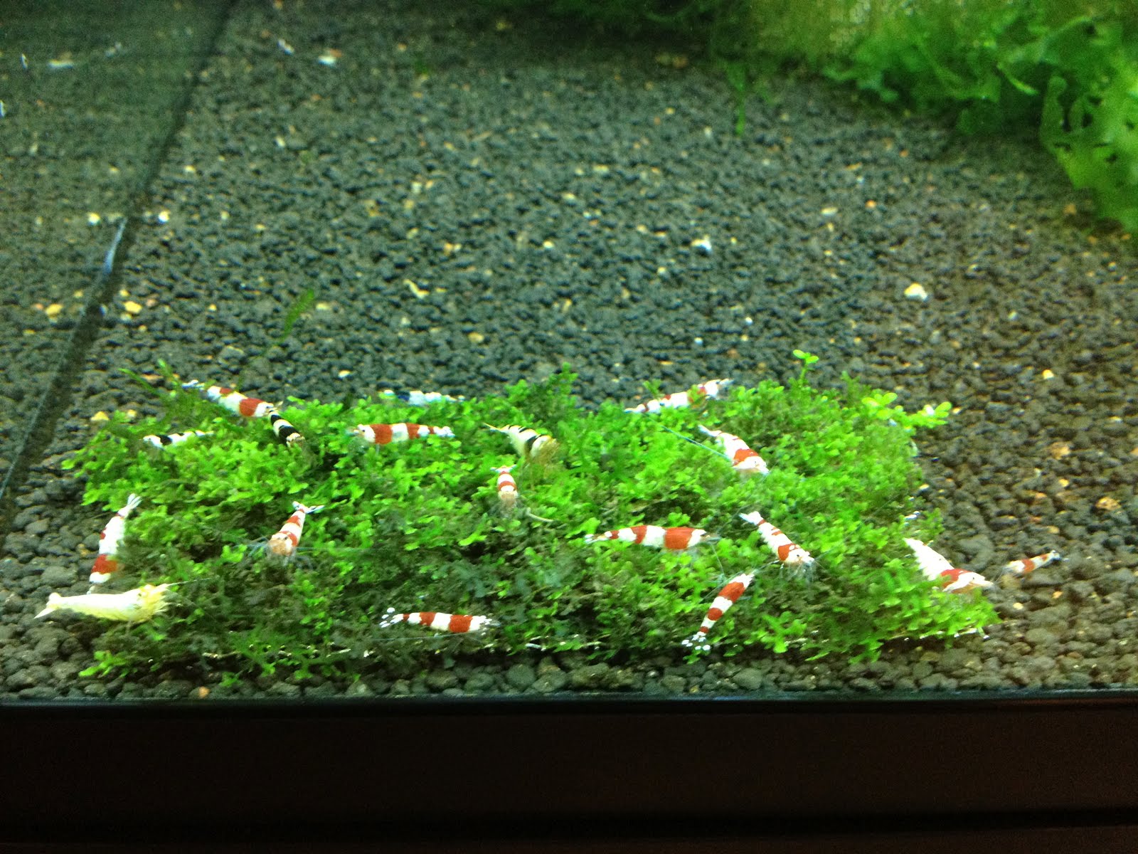Emboli's Aquariums: [SHRIMP TANK] Mini Pellia