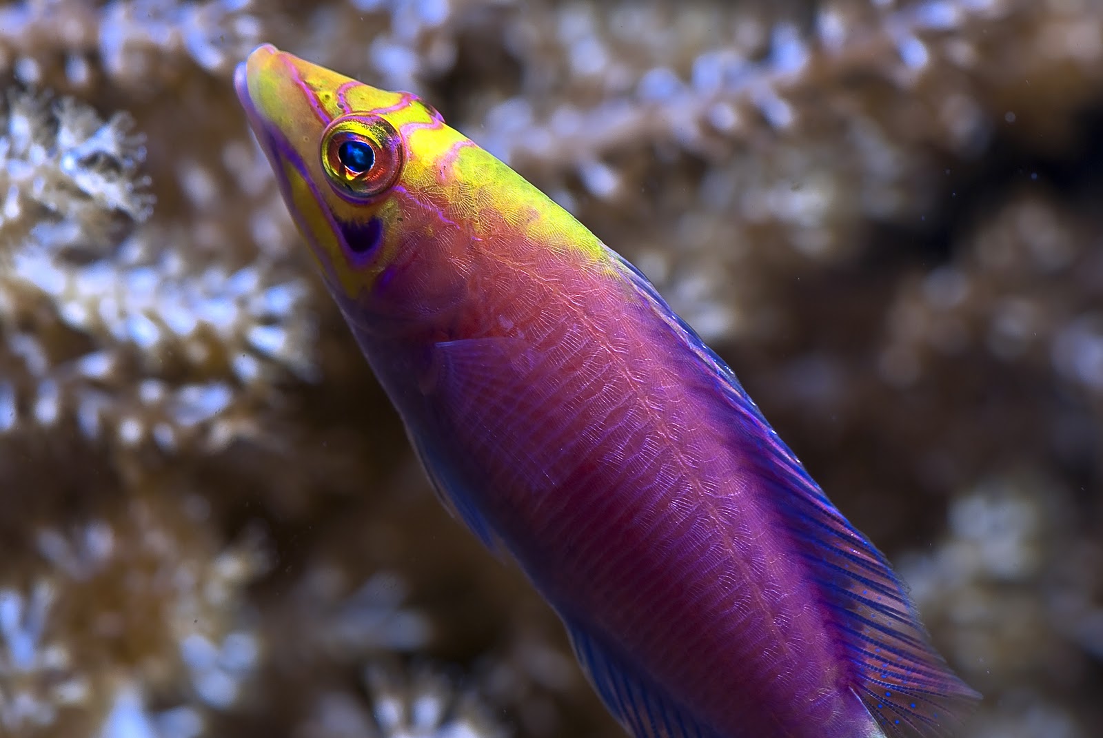 Matt's Blog: Here's another try...Mystery Wrasse