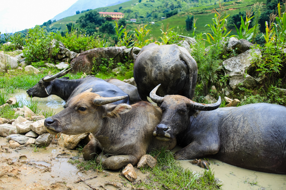 ink + adventure: trekking with Sapa Sisters