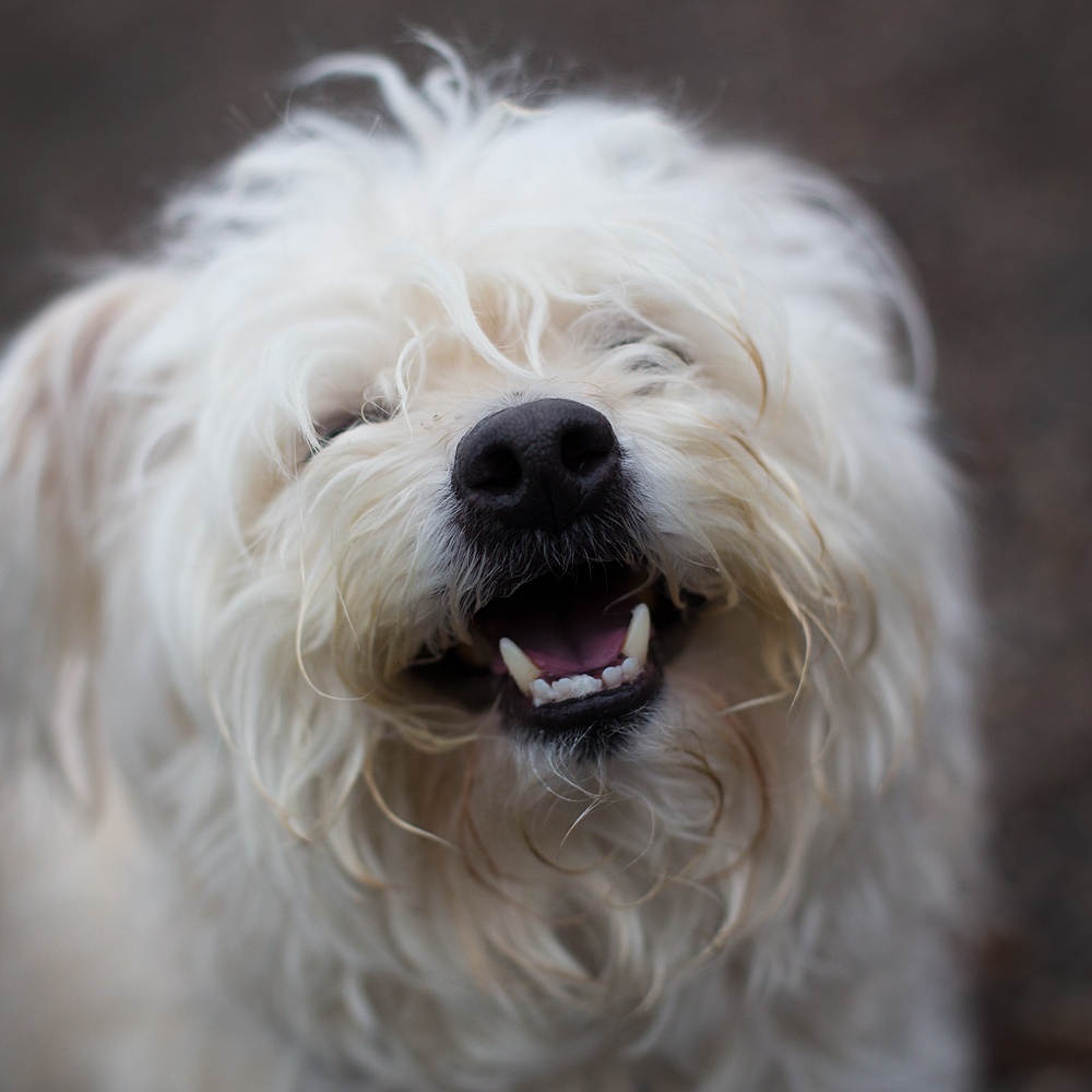 Golden Retriever Maltese Mix