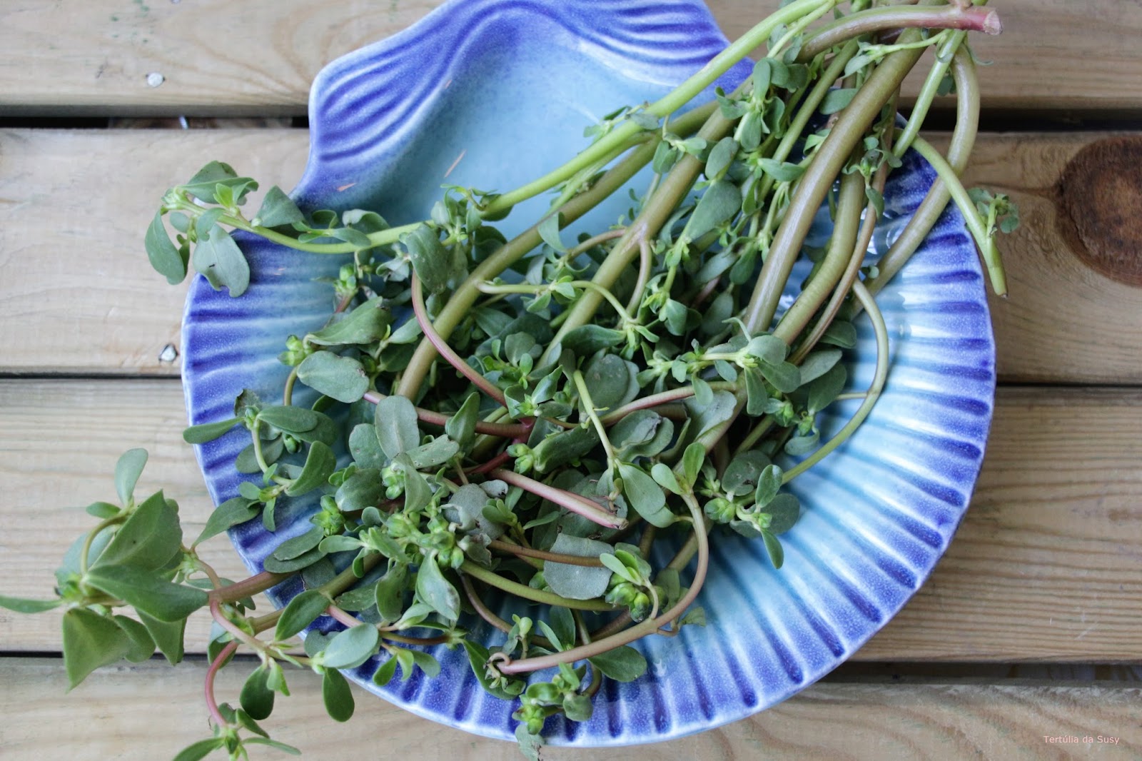 Beldroegas - Tertúlia da Susy