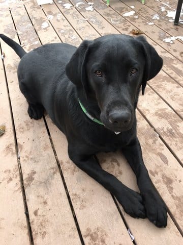 Free 8 Months Old Black Labrador
