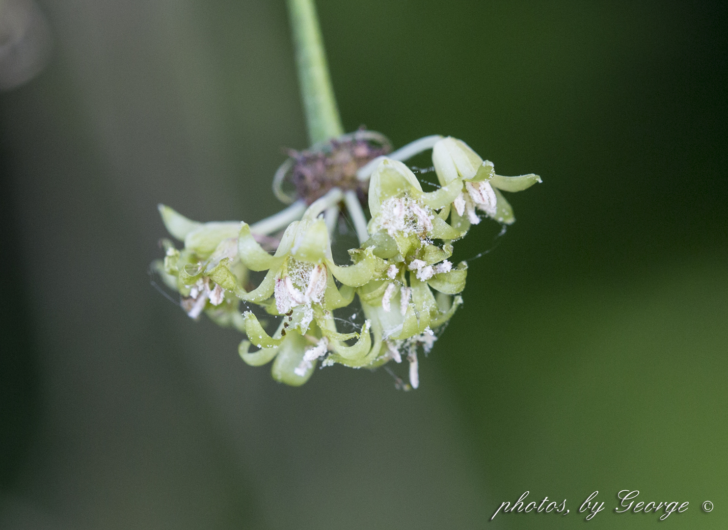 "What's Blooming Now" : Saw greenbrier, Catbrier, Bullbrier (Smilax ...