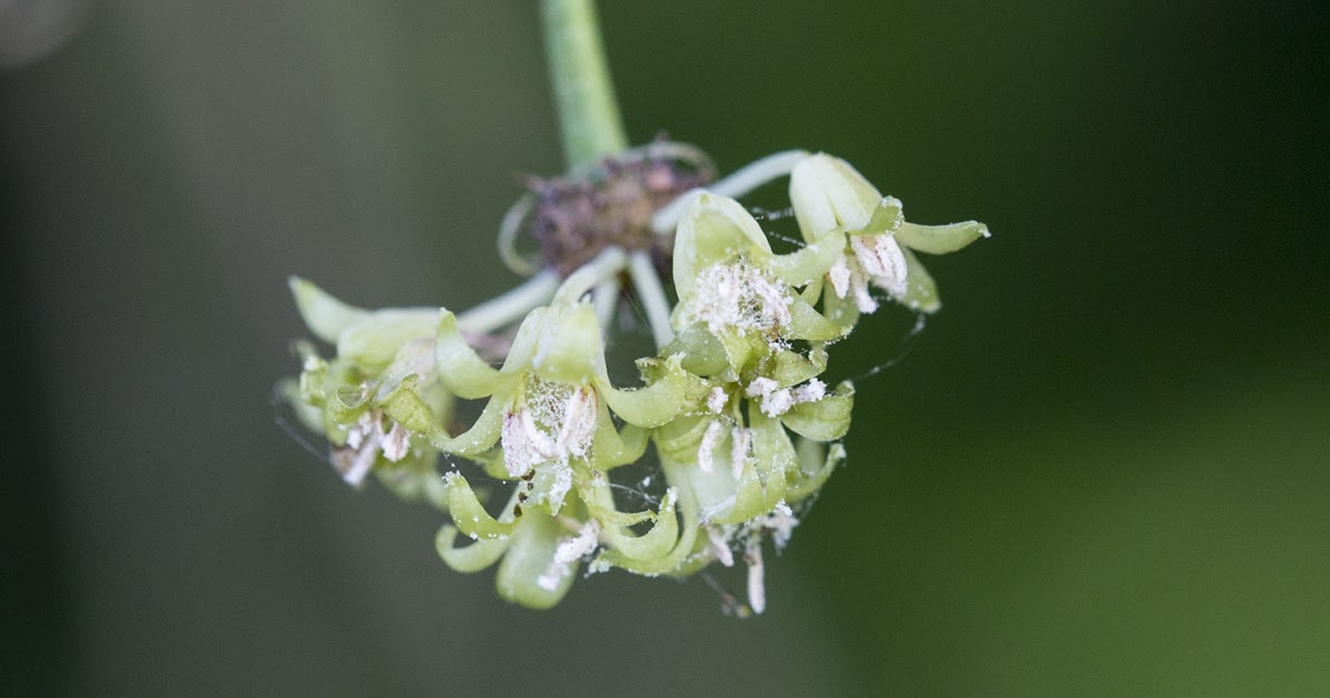 "What's Blooming Now" : Saw greenbrier, Catbrier, Bullbrier (Smilax ...