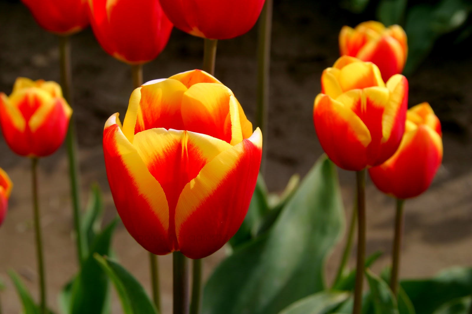 Polka Dot Galoshes: Skagit Valley Tulip Festival...