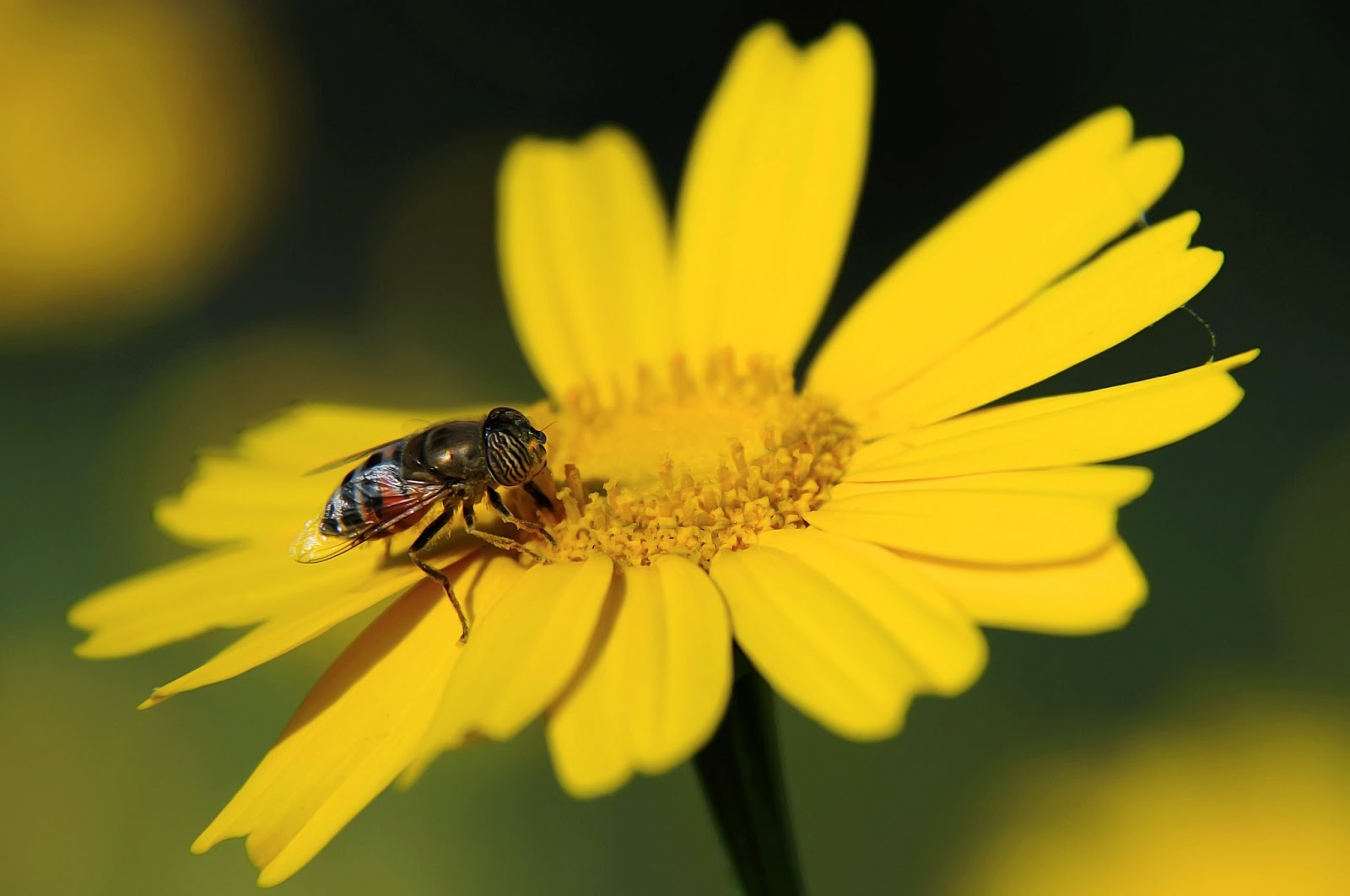 gli insetti: Sirfide