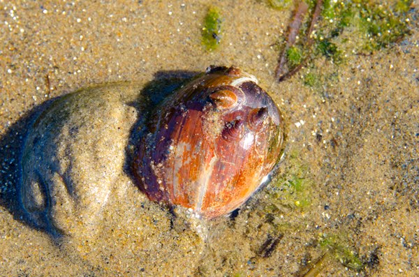 The Wayward Hawaiian: Gould's Bubble Shell