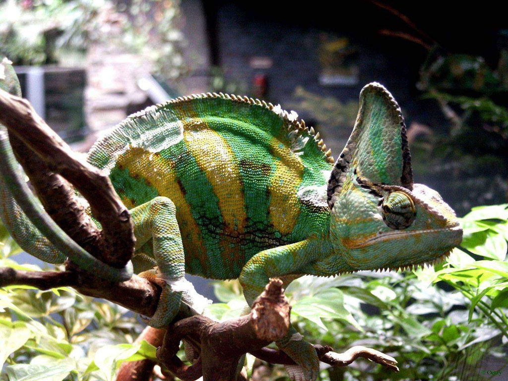 o Camaleão | #AnjosQuatroPatas