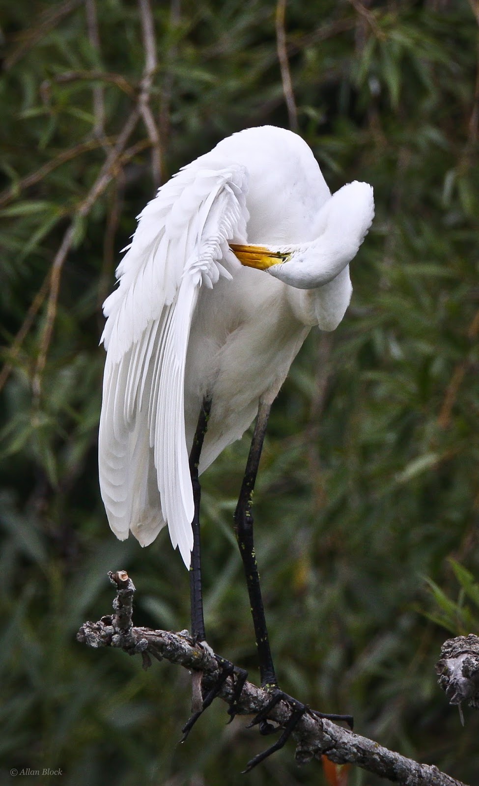 Feather Tailed Stories: Great Egret/Great Blue Heron