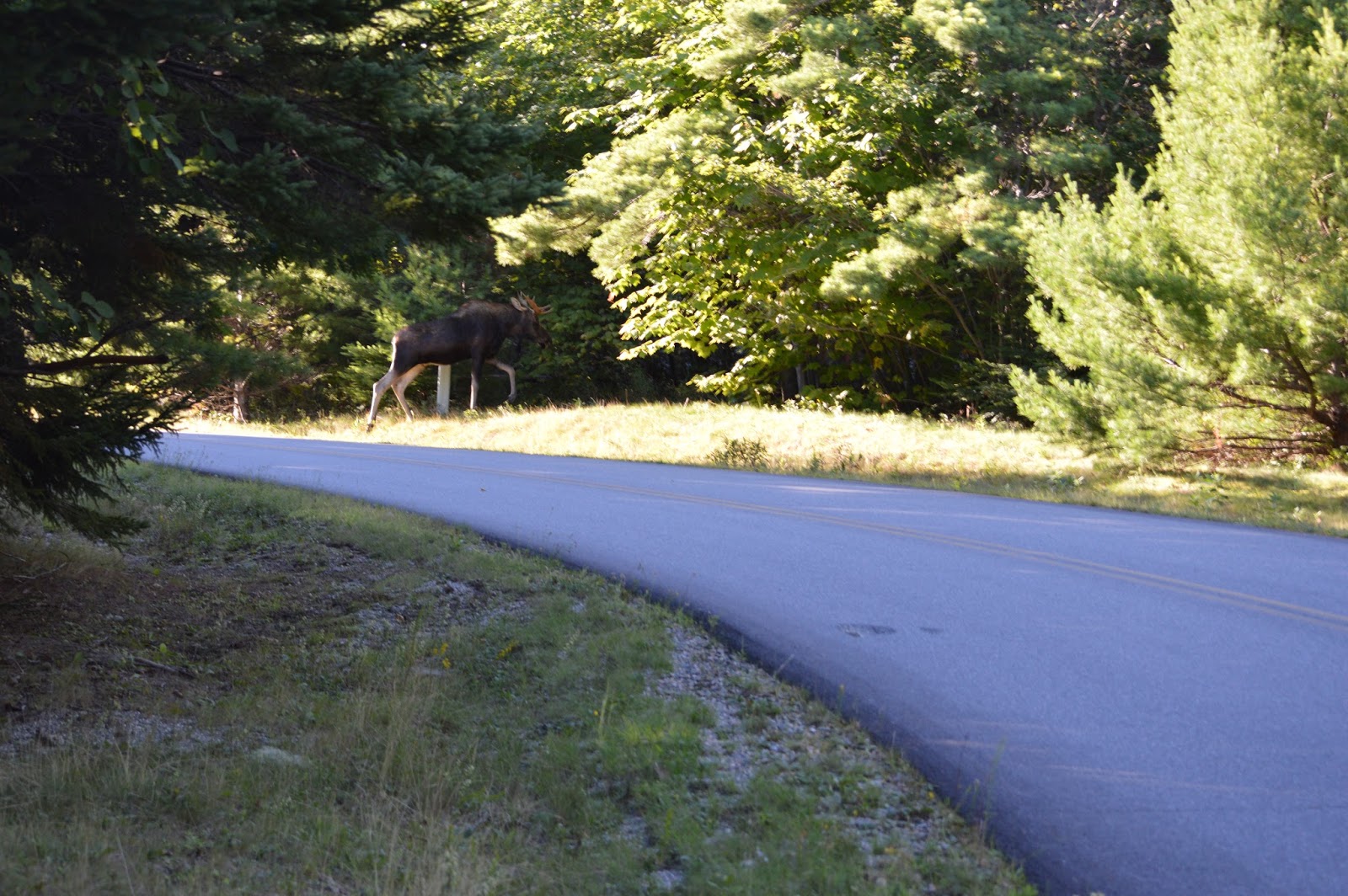 "Acadia's Mainely Ours" : ACADIA MOOSE STORY (w/ Pictures)
