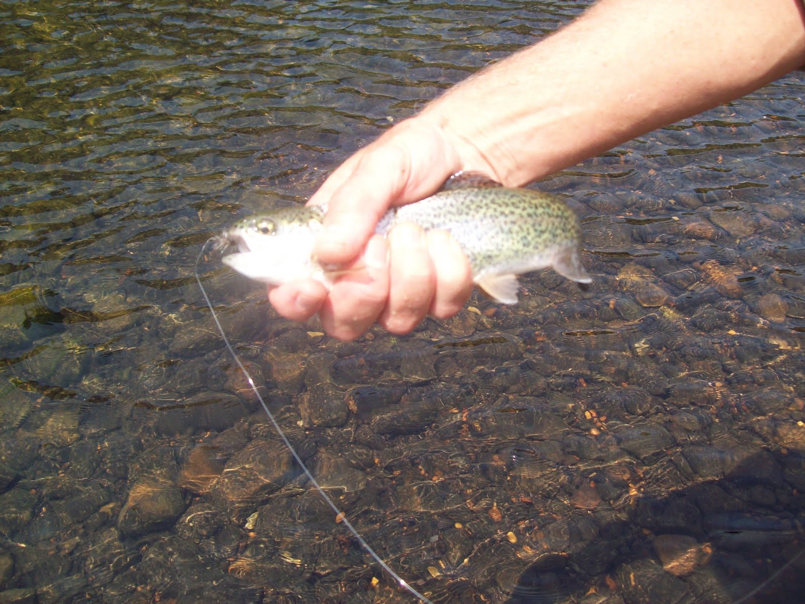 Fishing Through Life: Fishing for Rainbow Below Smith Lake Dam