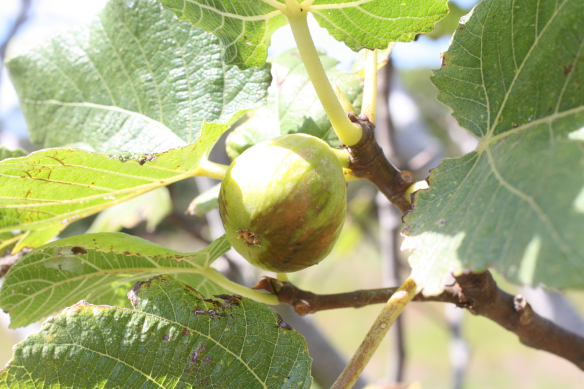 Calabacita Fig - Var Tin